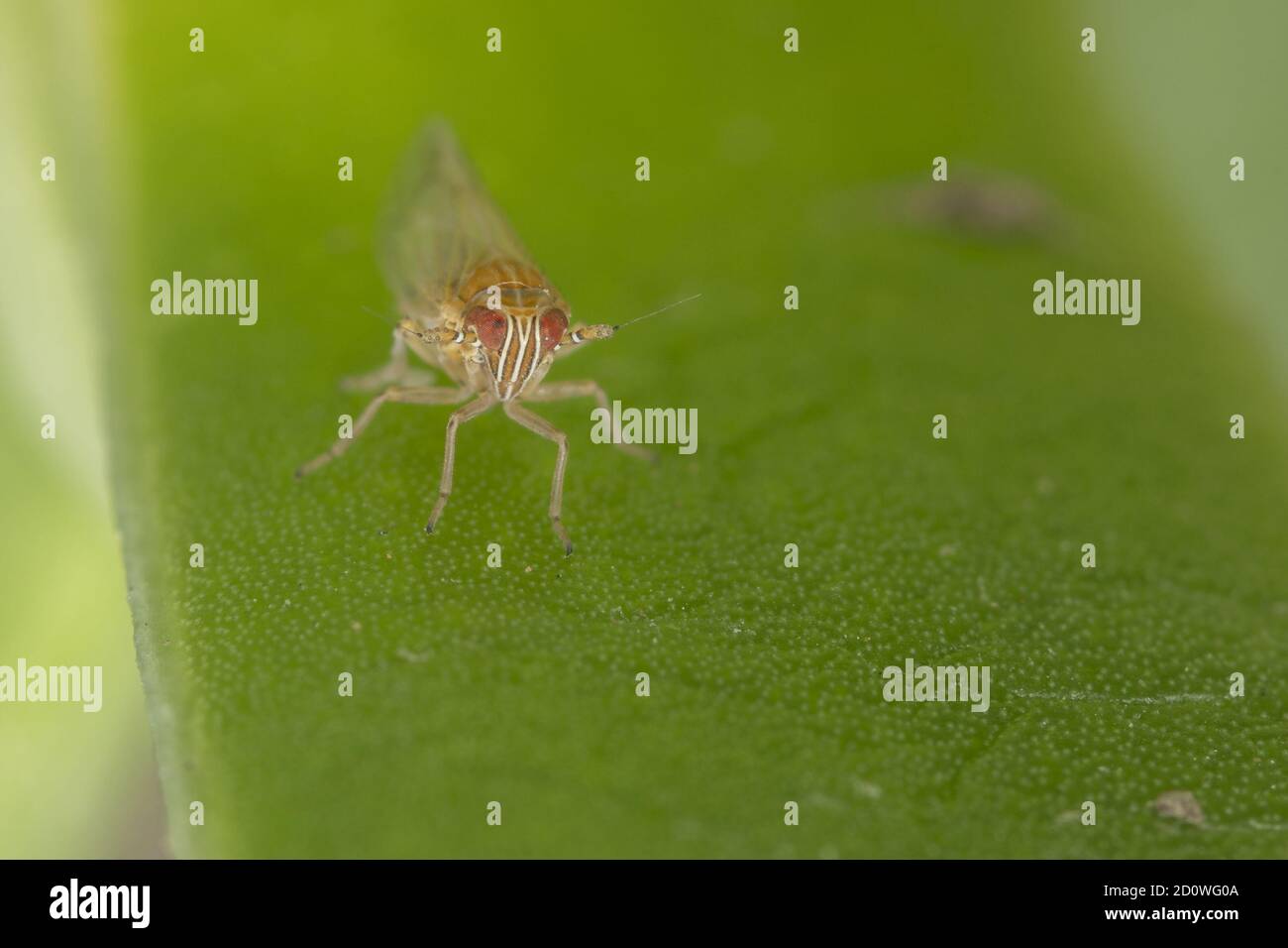 Macro shot of a small grasshopper on a green leaf Stock Photo - Alamy