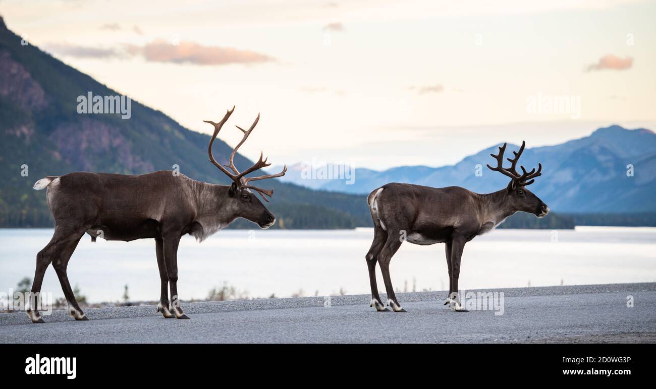 The endangered northern mountain caribou in British Columbia Stock ...