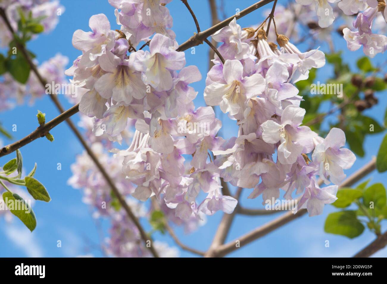Flowers of empress tree or princess tree, or foxglove tree, Paulownia ...