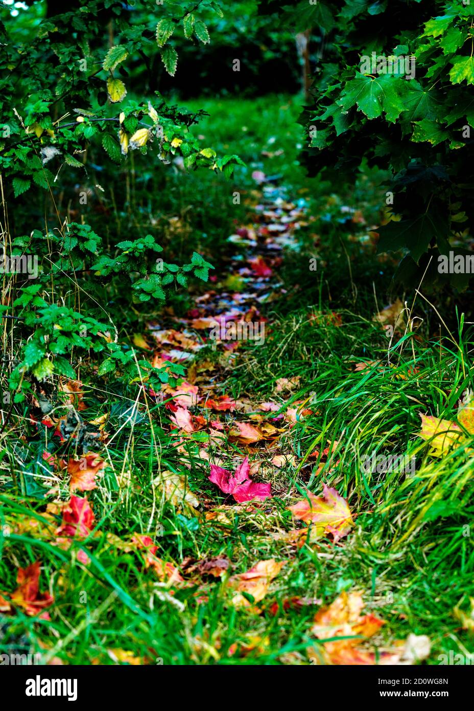 Fallen autumn leaves on a green path - Red / Orange Leaves amidst green ...