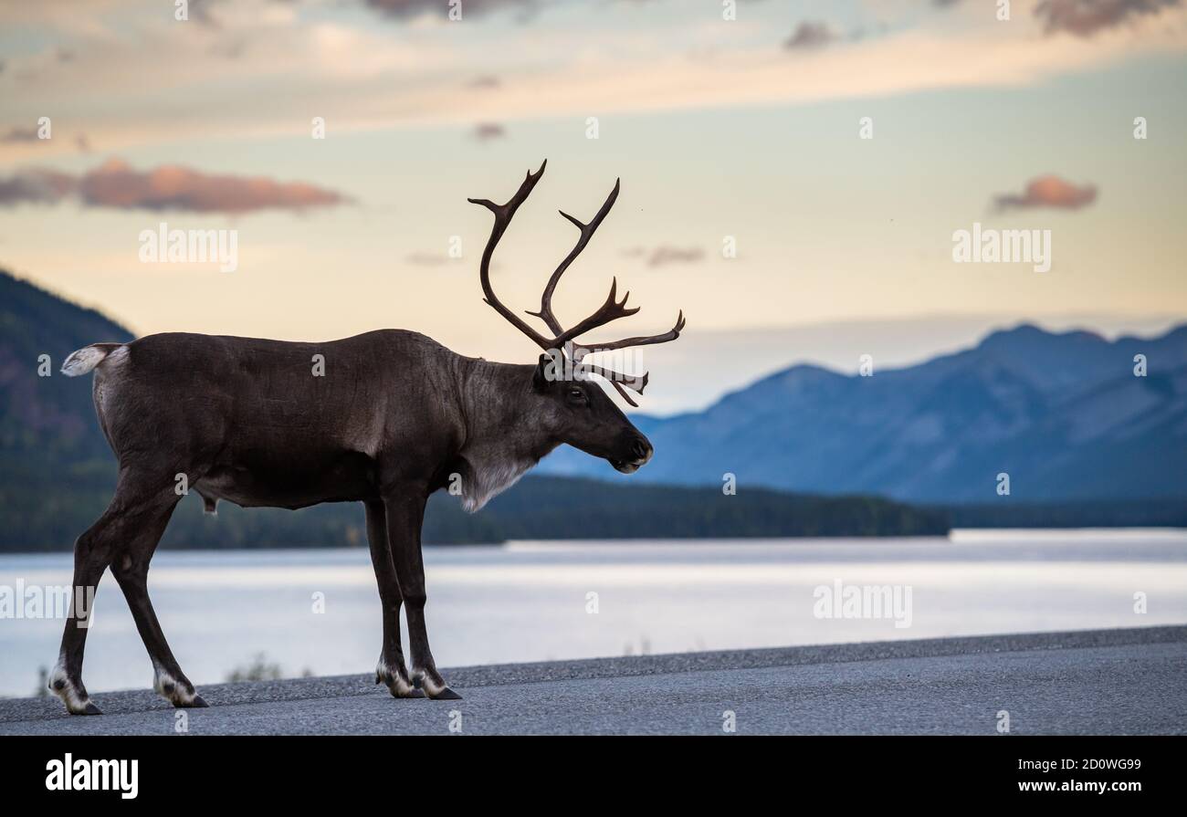The endangered northern mountain caribou in British Columbia Stock ...