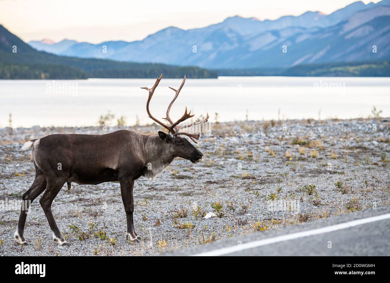 The endangered northern mountain caribou in British Columbia Stock ...