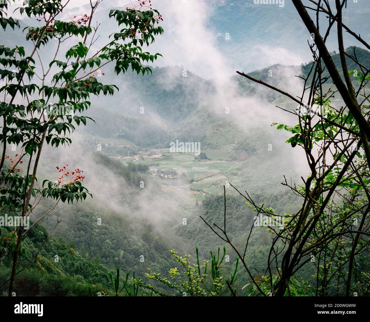 Small Chinese rice farm seen through the mist and trees Stock Photo - Alamy