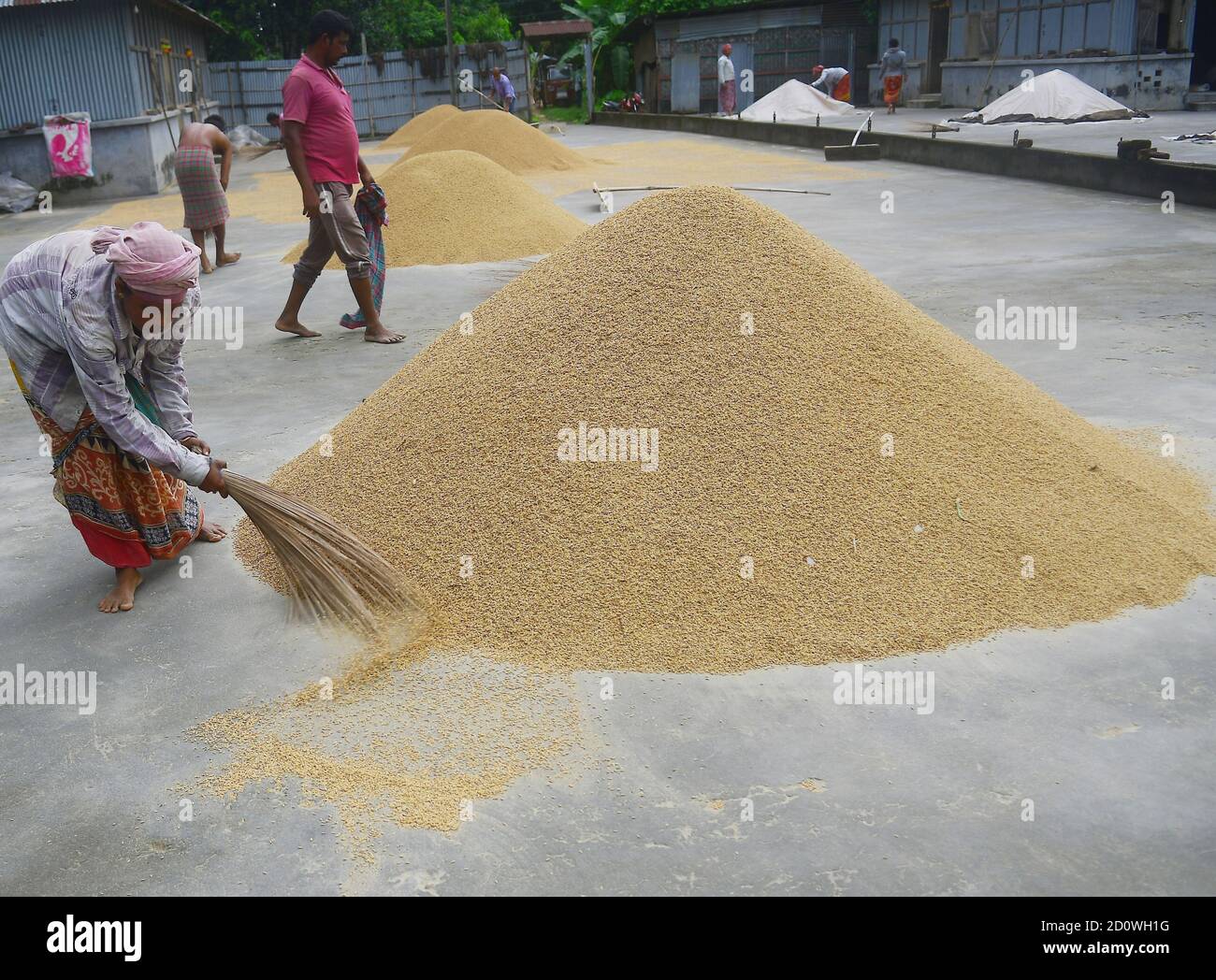 Workers are getting ready the newly harvested paddy at a rice mill ...