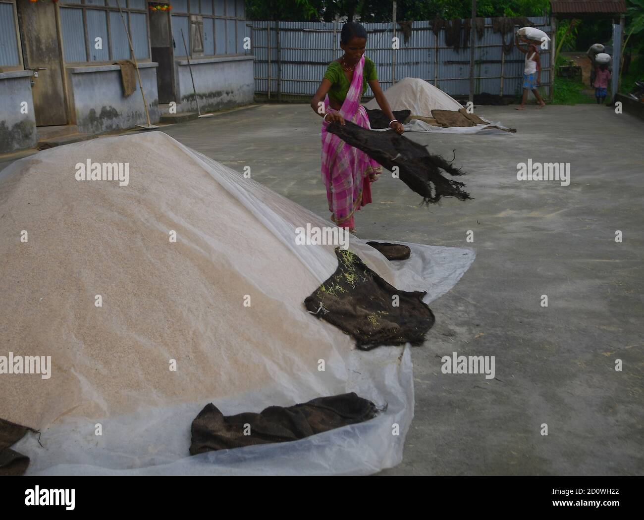 Workers are getting ready the newly harvested paddy at a rice mill ...