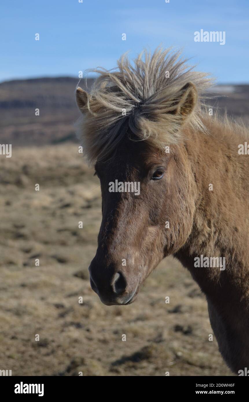 Adorable sweet face of an Icelandic pony Stock Photo - Alamy