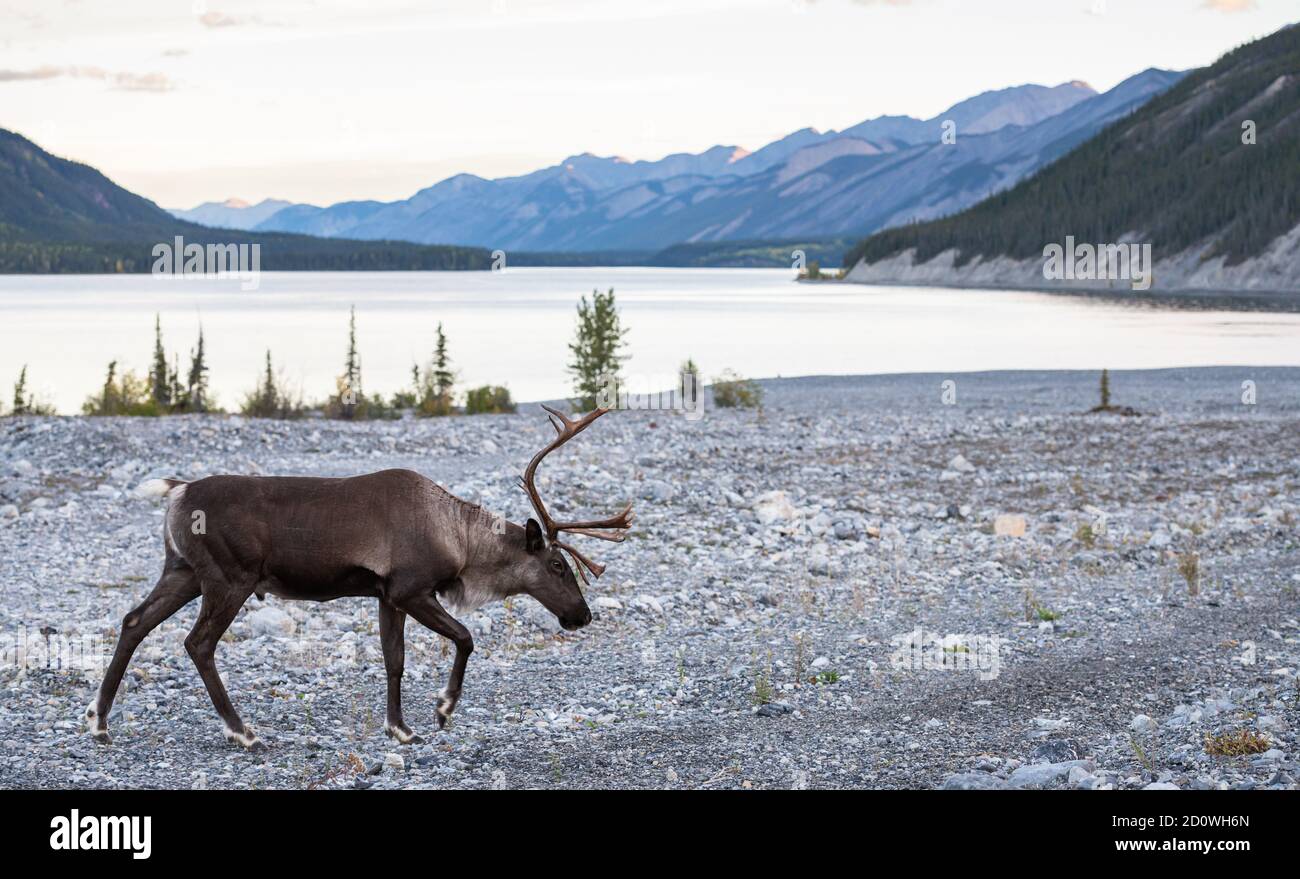 The endangered northern mountain caribou in British Columbia Stock ...