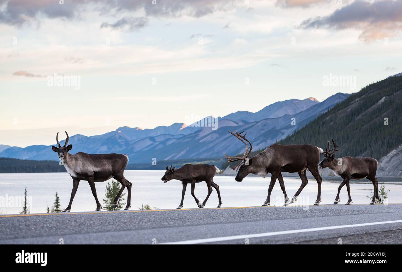 The endangered northern mountain caribou in British Columbia Stock ...