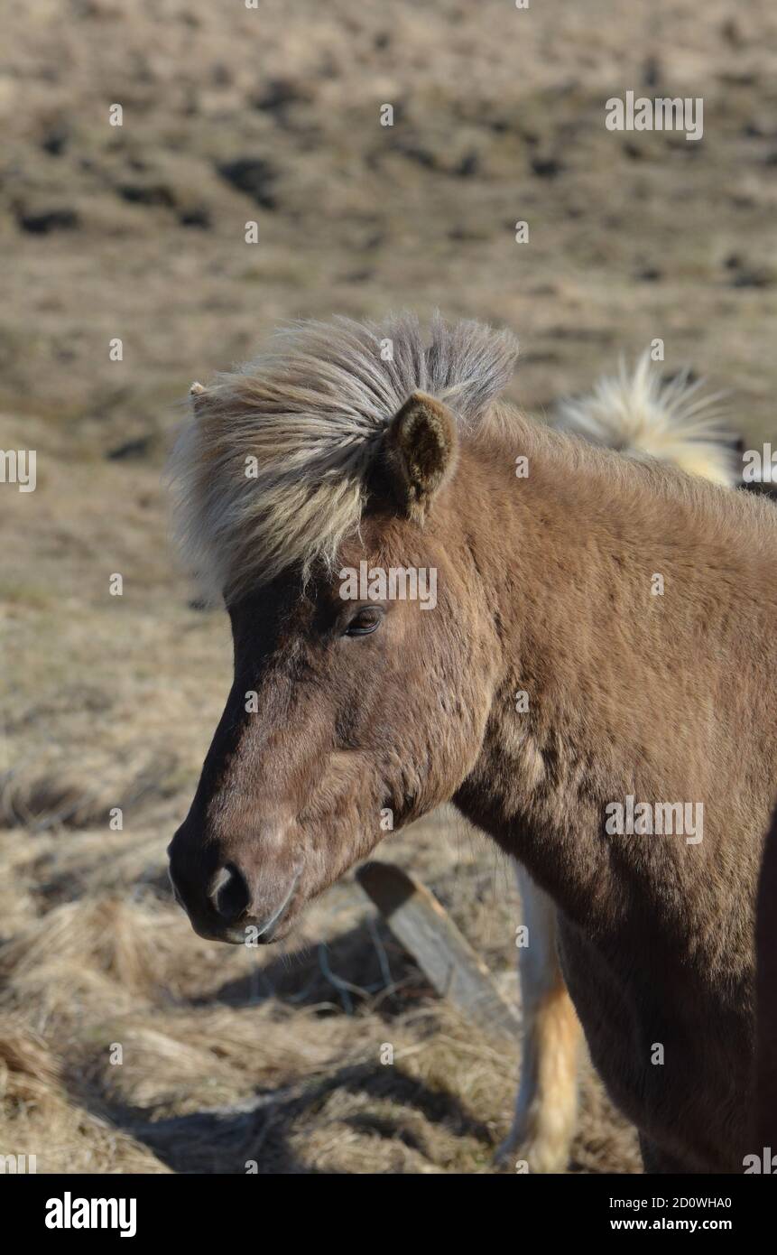 Fuzzy sweet faced tan Icelandic pony in Iceland Stock Photo - Alamy