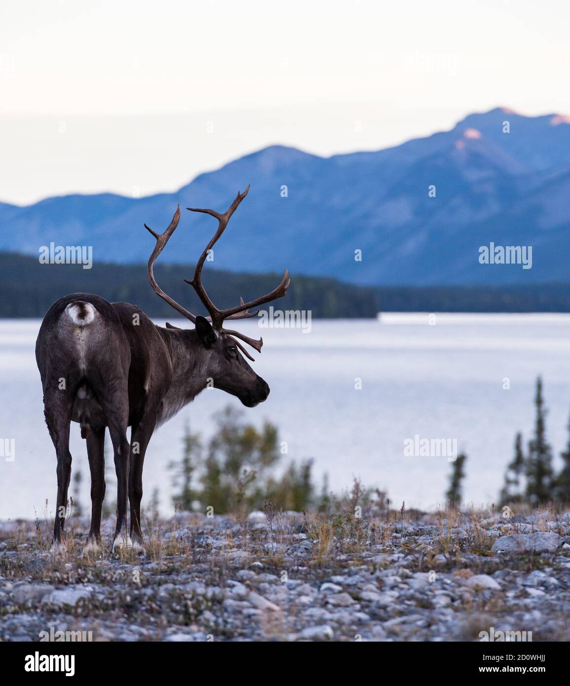 The endangered northern mountain caribou in British Columbia Stock ...