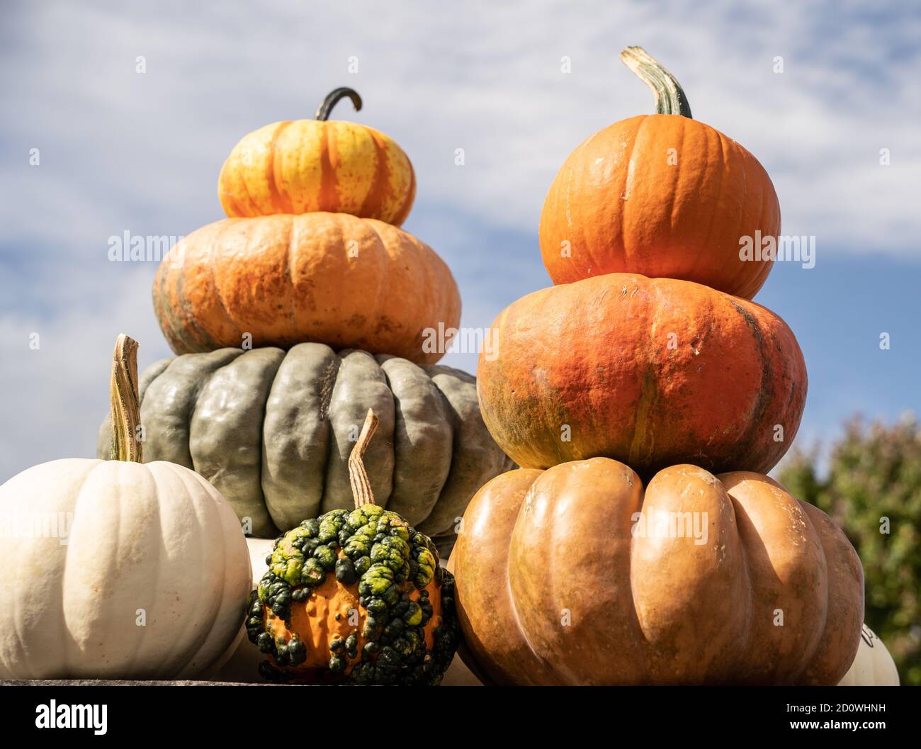 Bright orange, green, and white pumpkins on display at Farmer's market ...