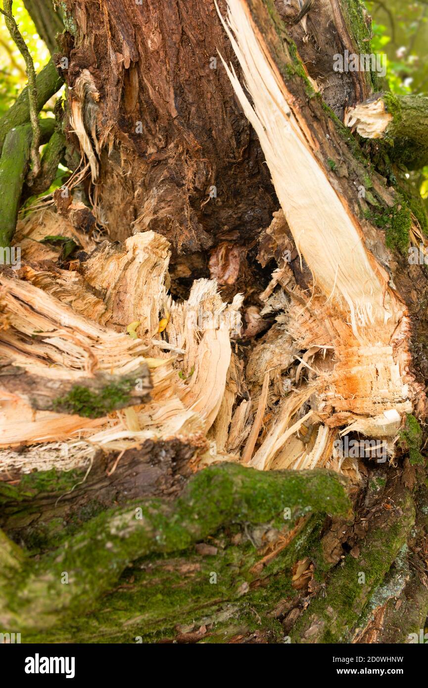Torn root hi-res stock photography and images - Alamy
