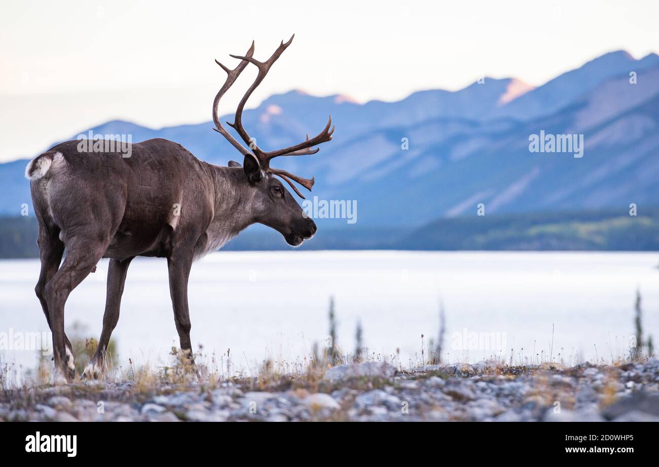 The endangered northern mountain caribou in British Columbia Stock ...