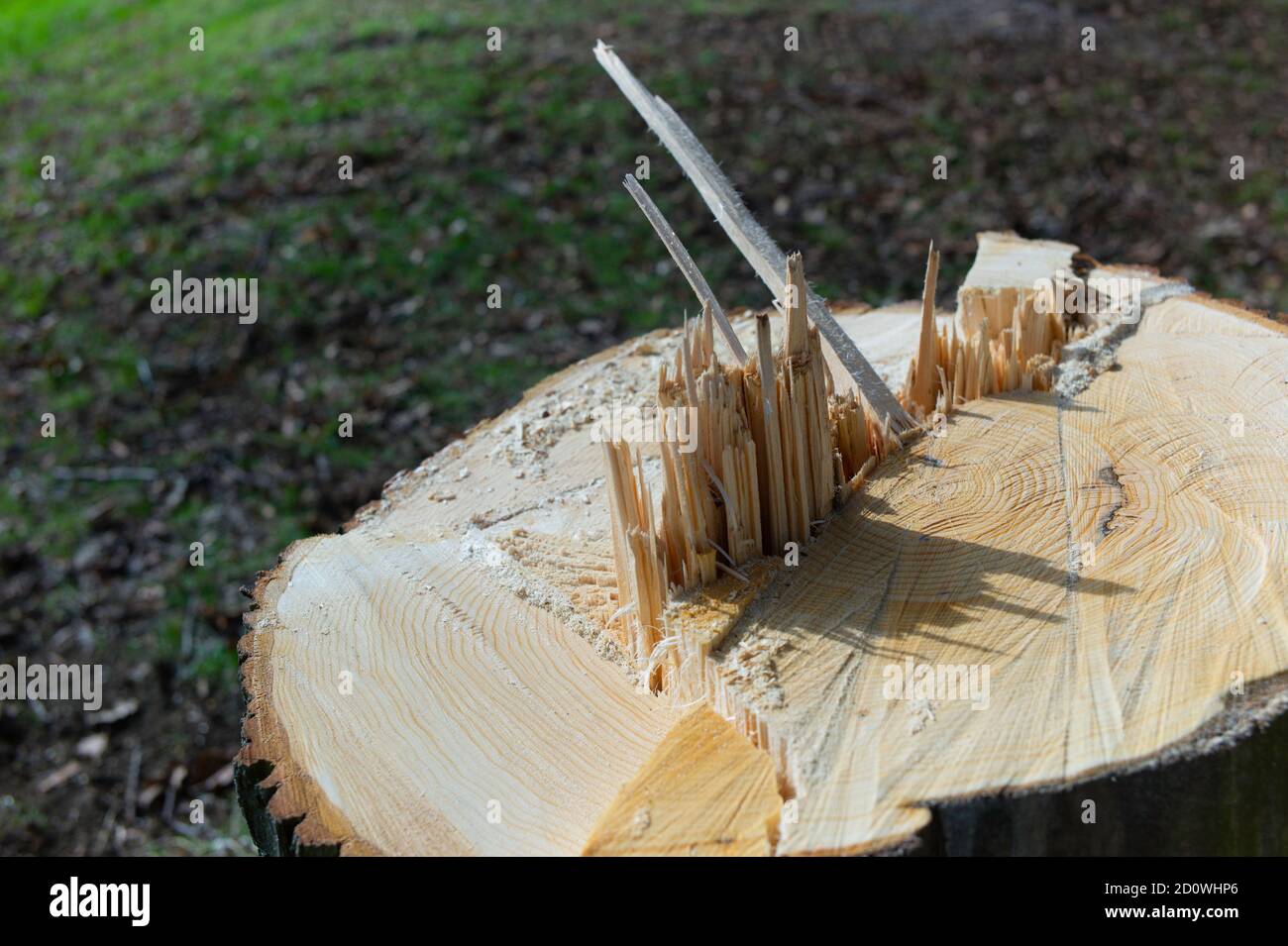Cutting surface of a sawn tree in a forest Stock Photo - Alamy