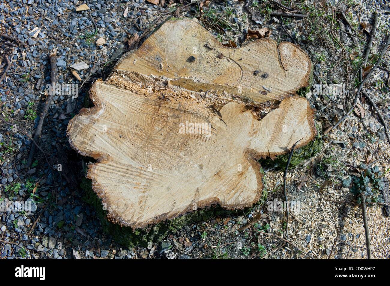 Irregularly shaped piece hi-res stock photography and images - Alamy