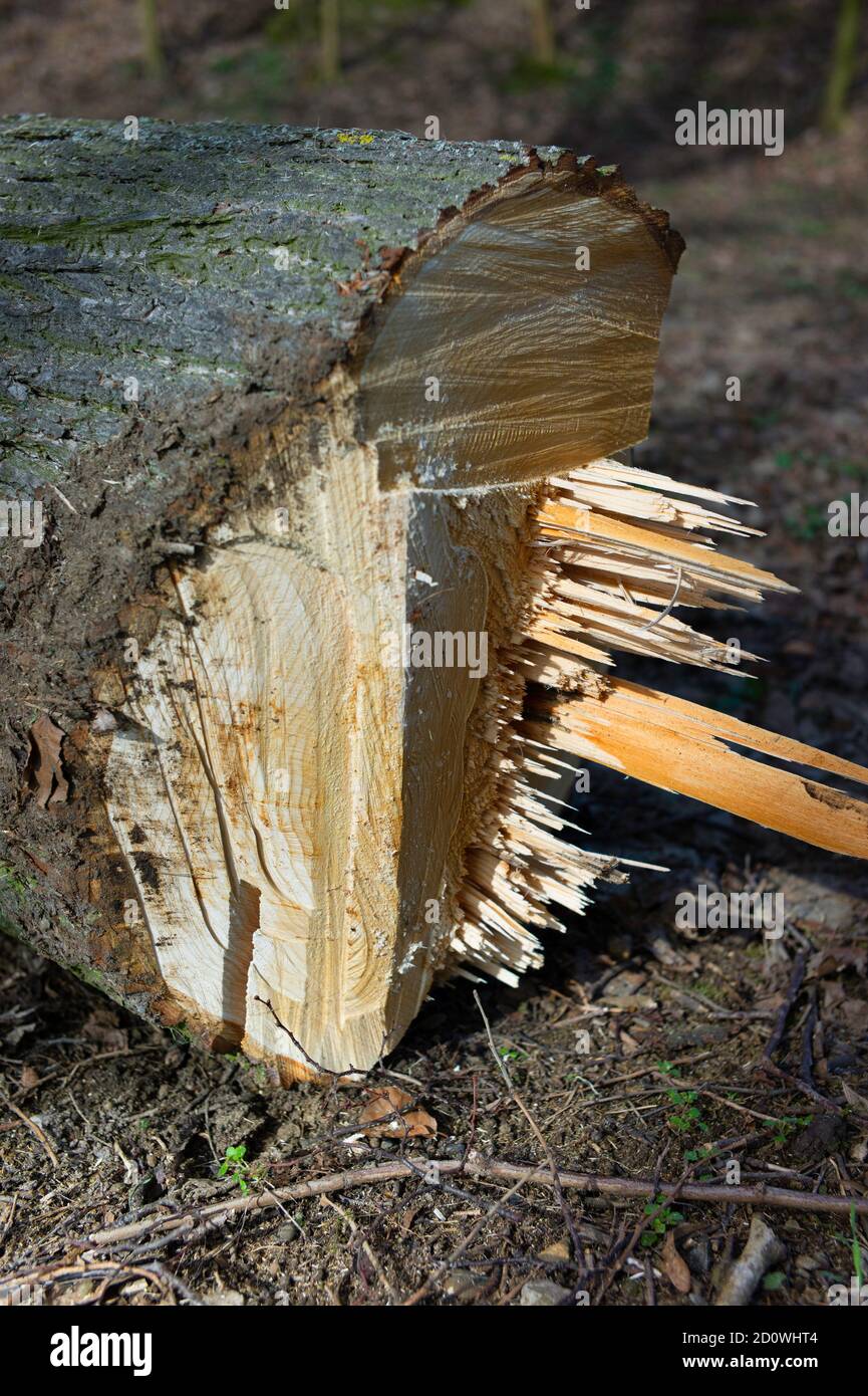 Cutting surface of a sawn tree in a forest Stock Photo - Alamy