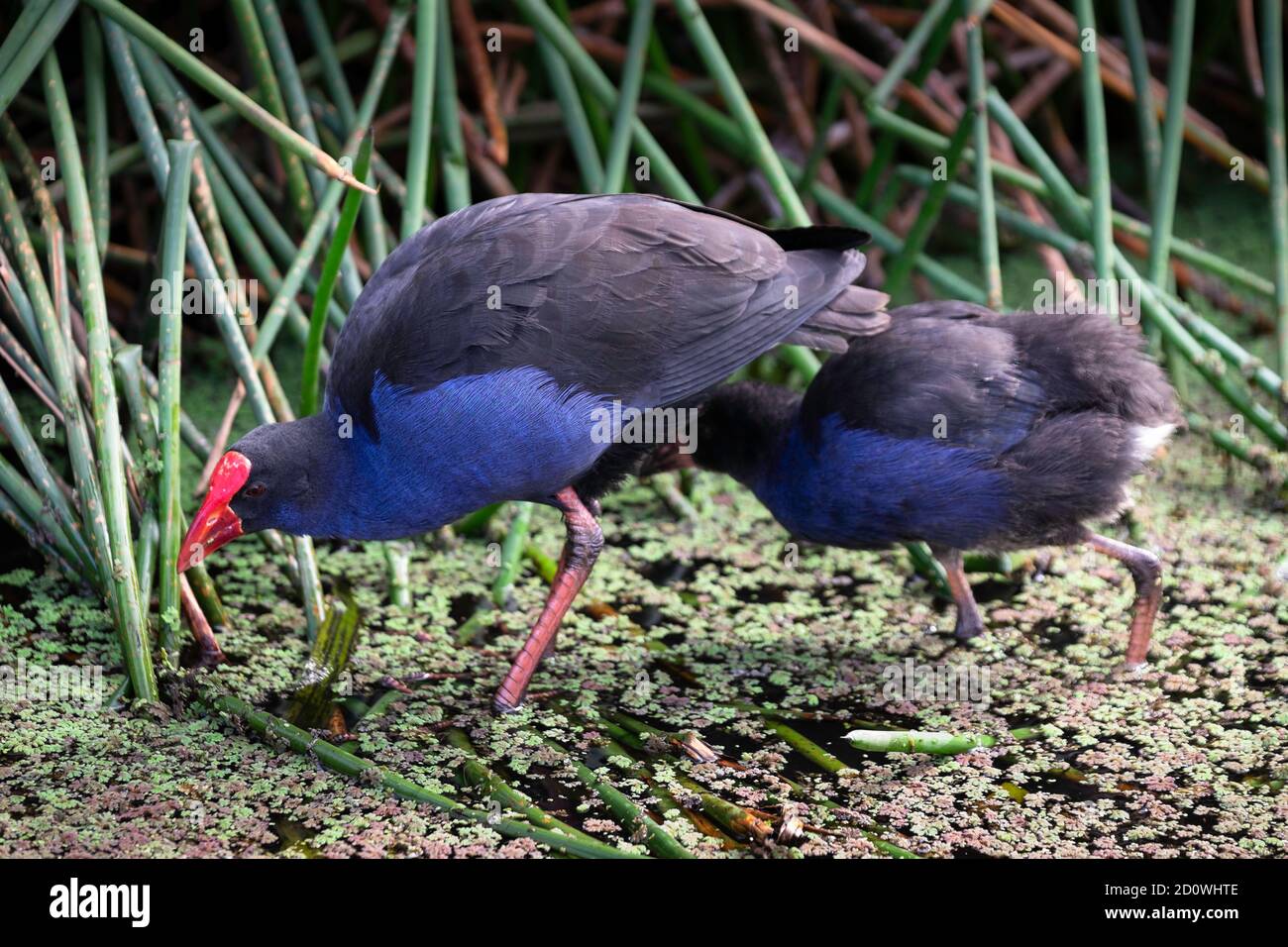 Australian native bird in gardens hi-res stock photography and images ...