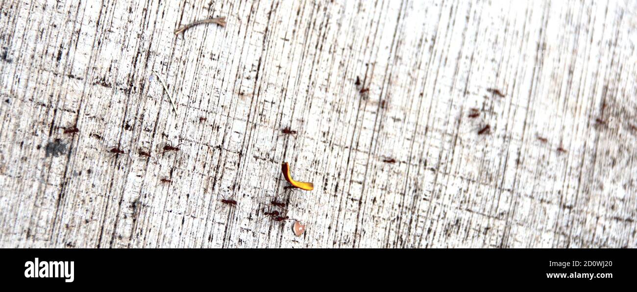 black ant running around with a piece of orange fruit on a concrete ...