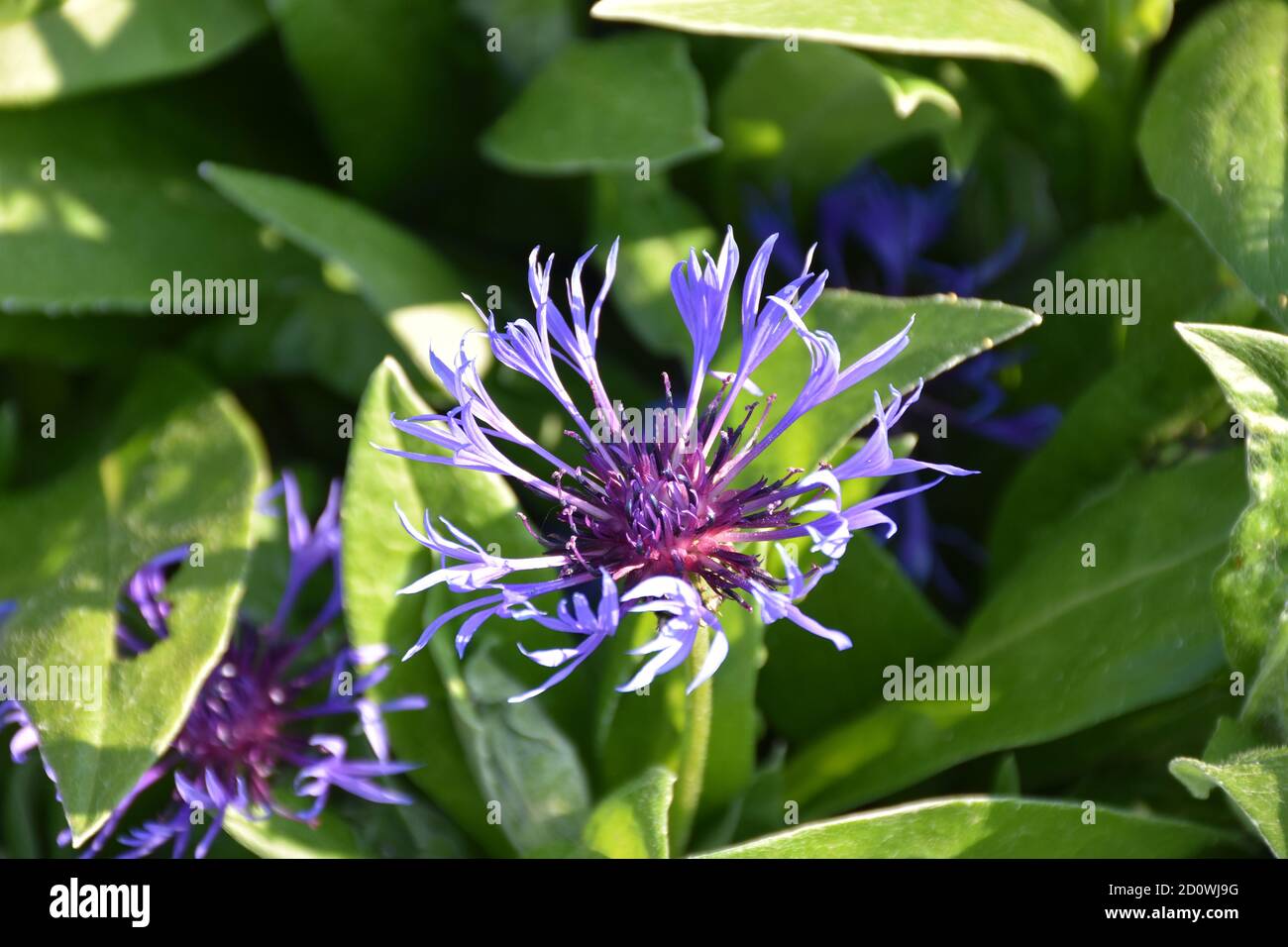 Spring garden with a flowering conflower blossom in bloom Stock Photo ...