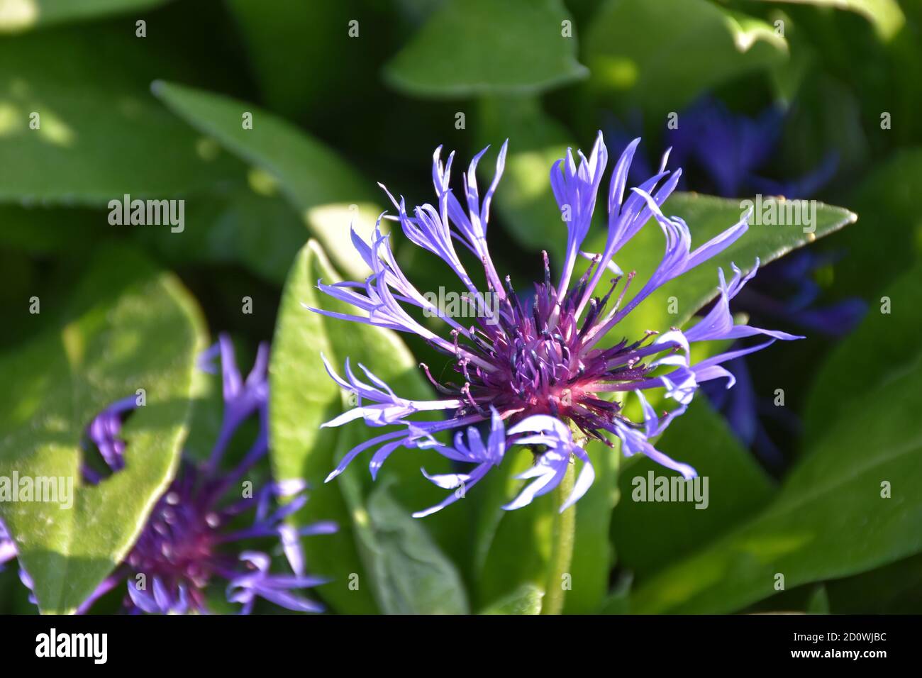 Beautiful bachelors button flower blossom close up Stock Photo - Alamy