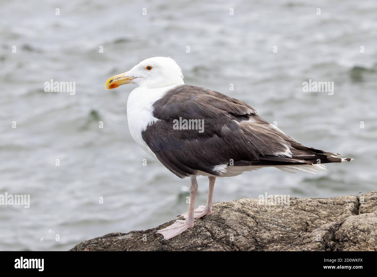 A Great Black Backed Seagull on a rock beside the ocean Stock Photo - Alamy