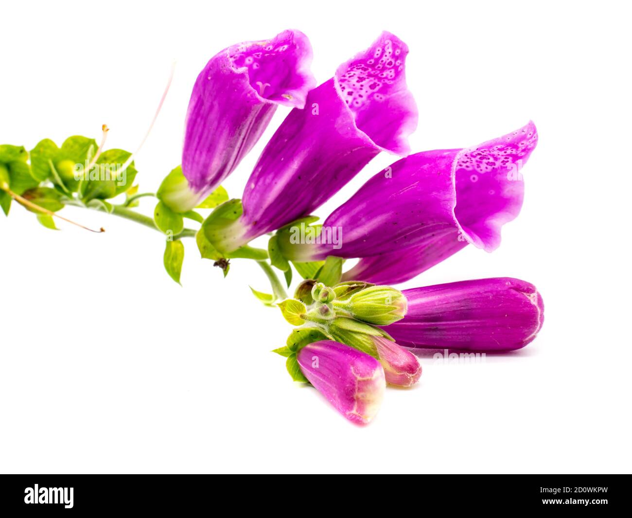 Red thimble isolated on white background Stock Photo - Alamy