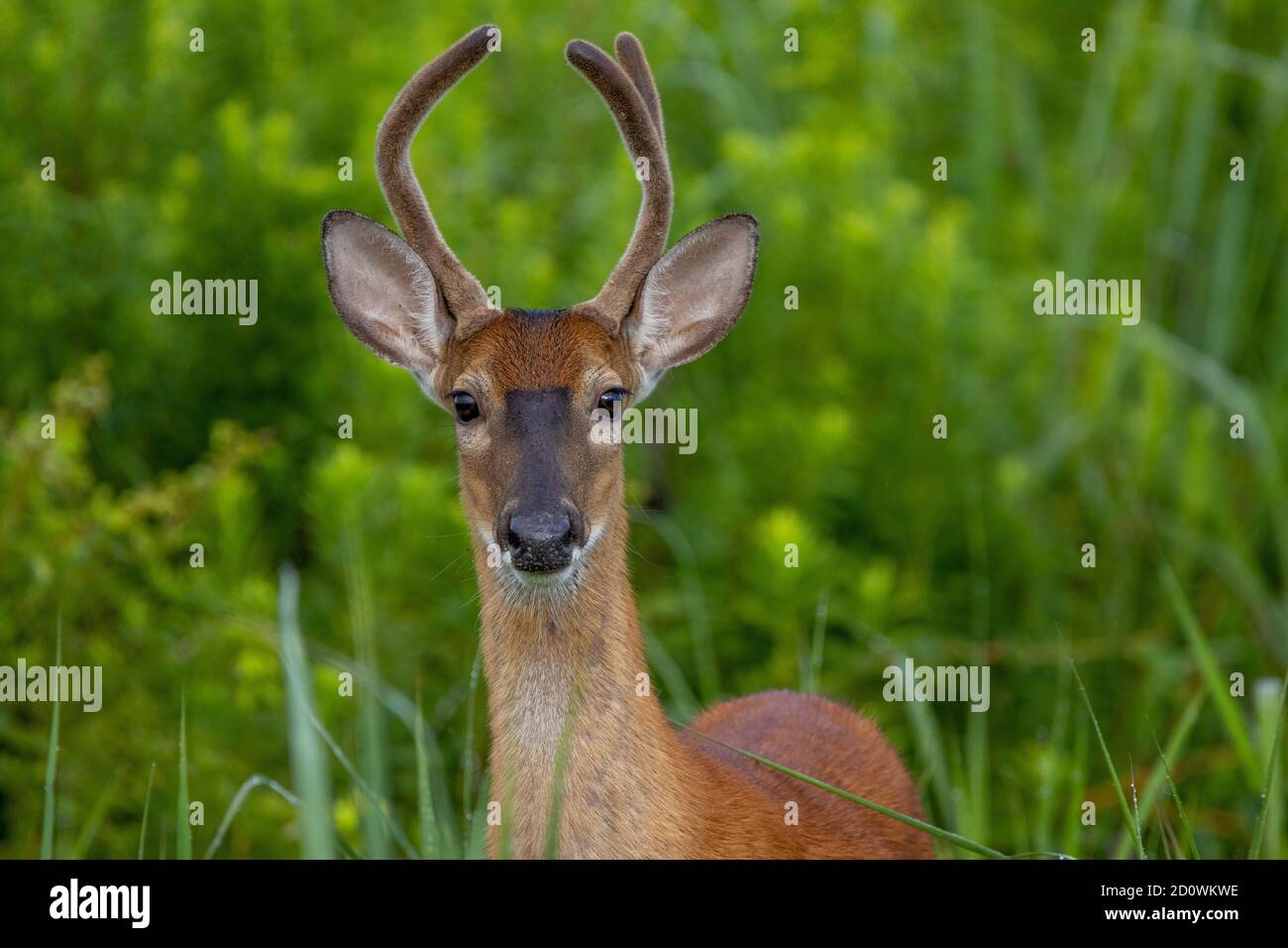 A Three Point yearling Buck in a grass field in the back forty Stock ...