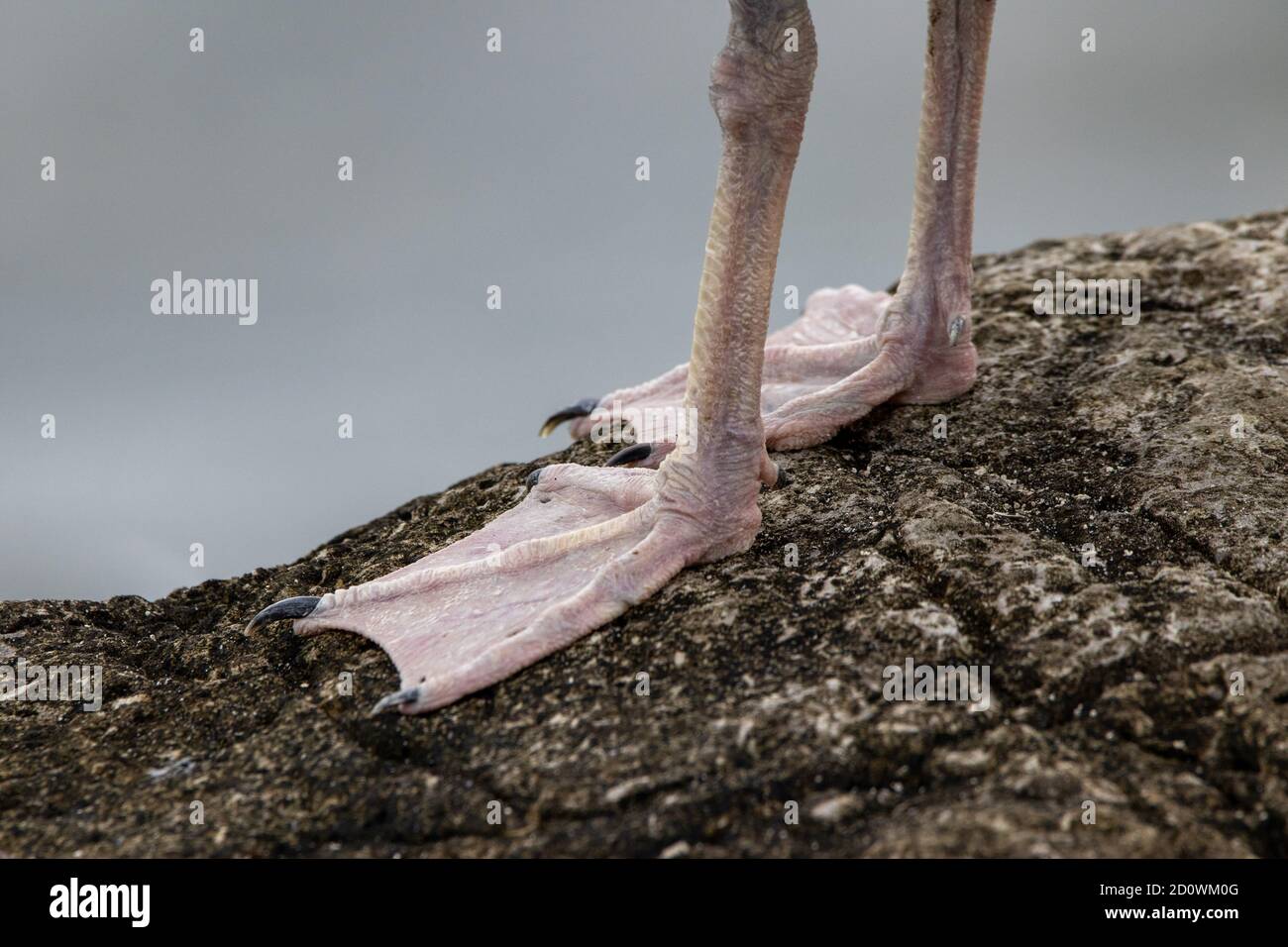 Seagull feet hi-res stock photography and images - Alamy