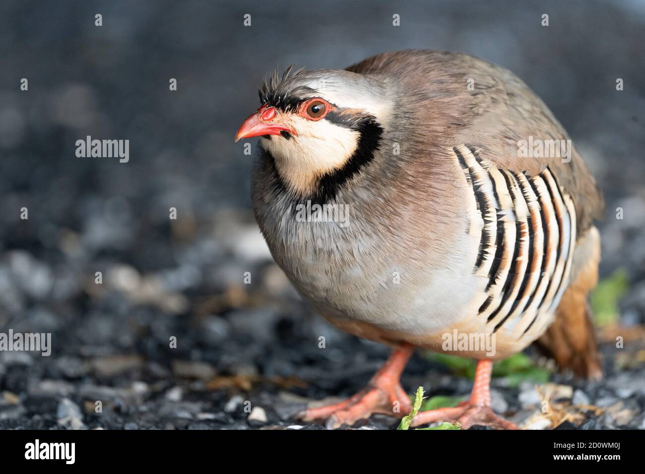 A beautiful wild chukar bird in the outdoors Stock Photo - Alamy
