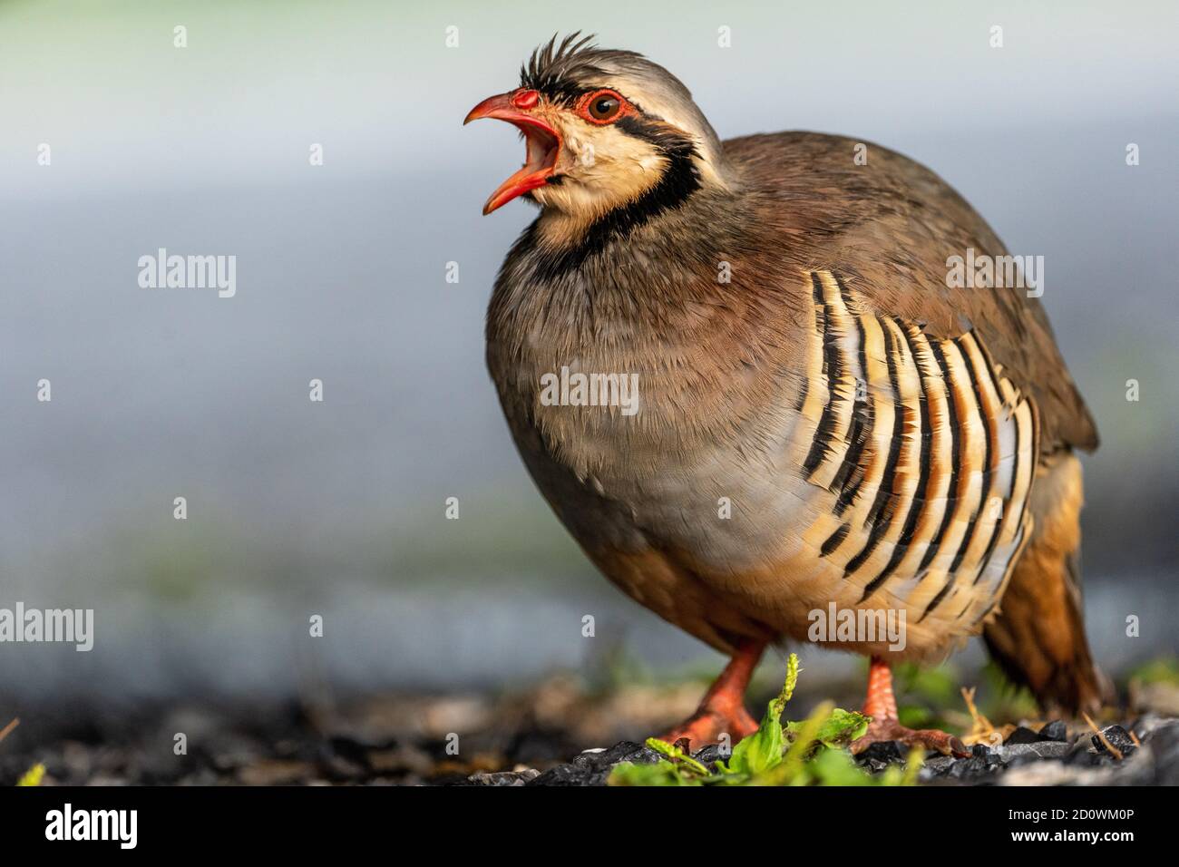 A beautiful wild chukar bird in the outdoors Stock Photo - Alamy