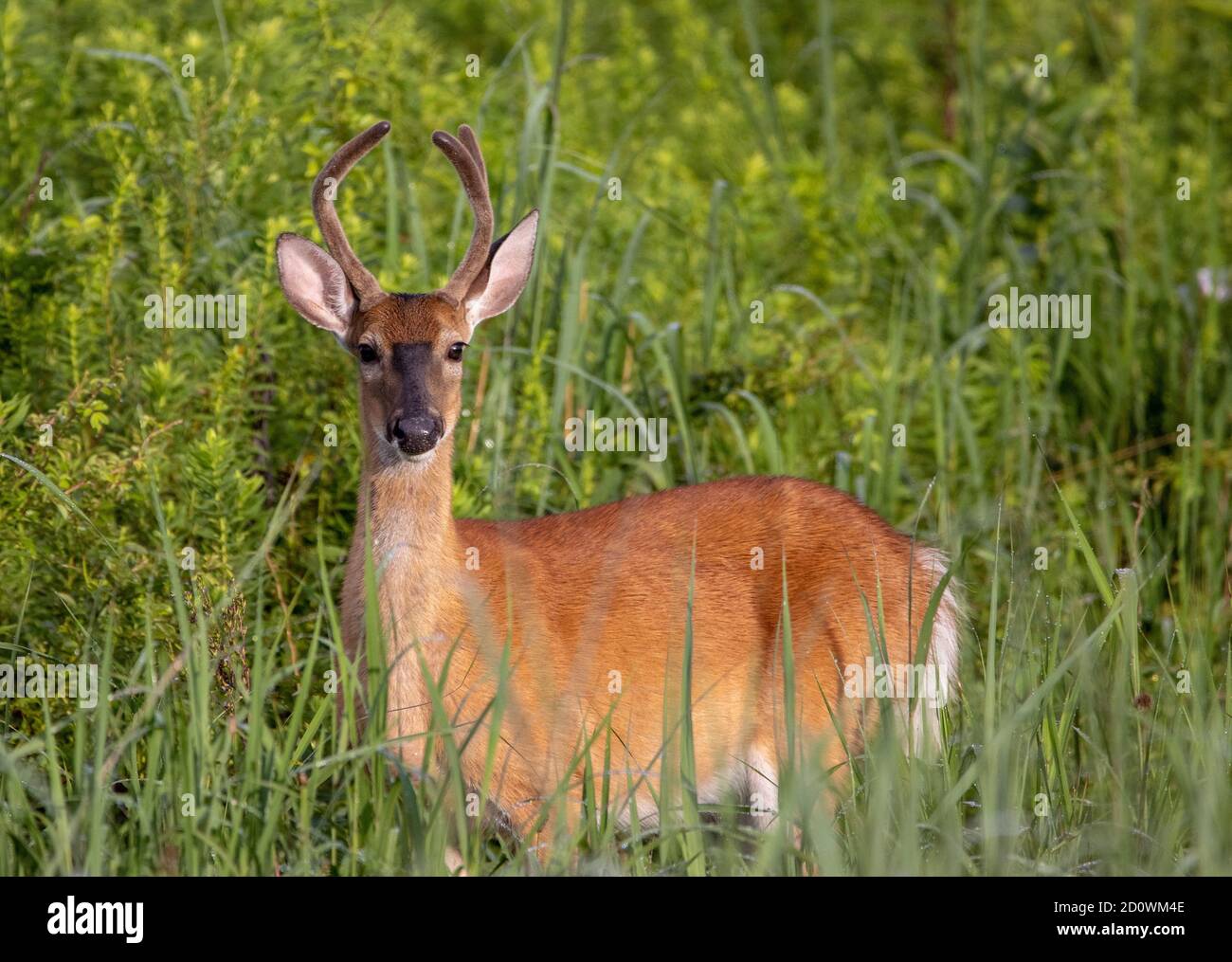 A three point yearling buck in a grass field Stock Photo - Alamy