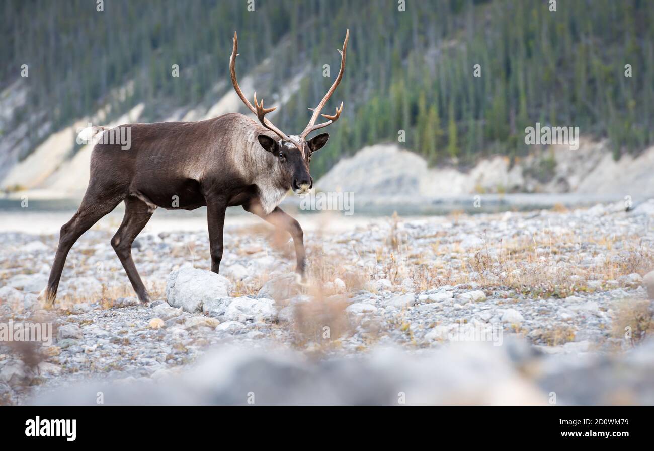 The endangered northern mountain caribou in British Columbia Stock ...