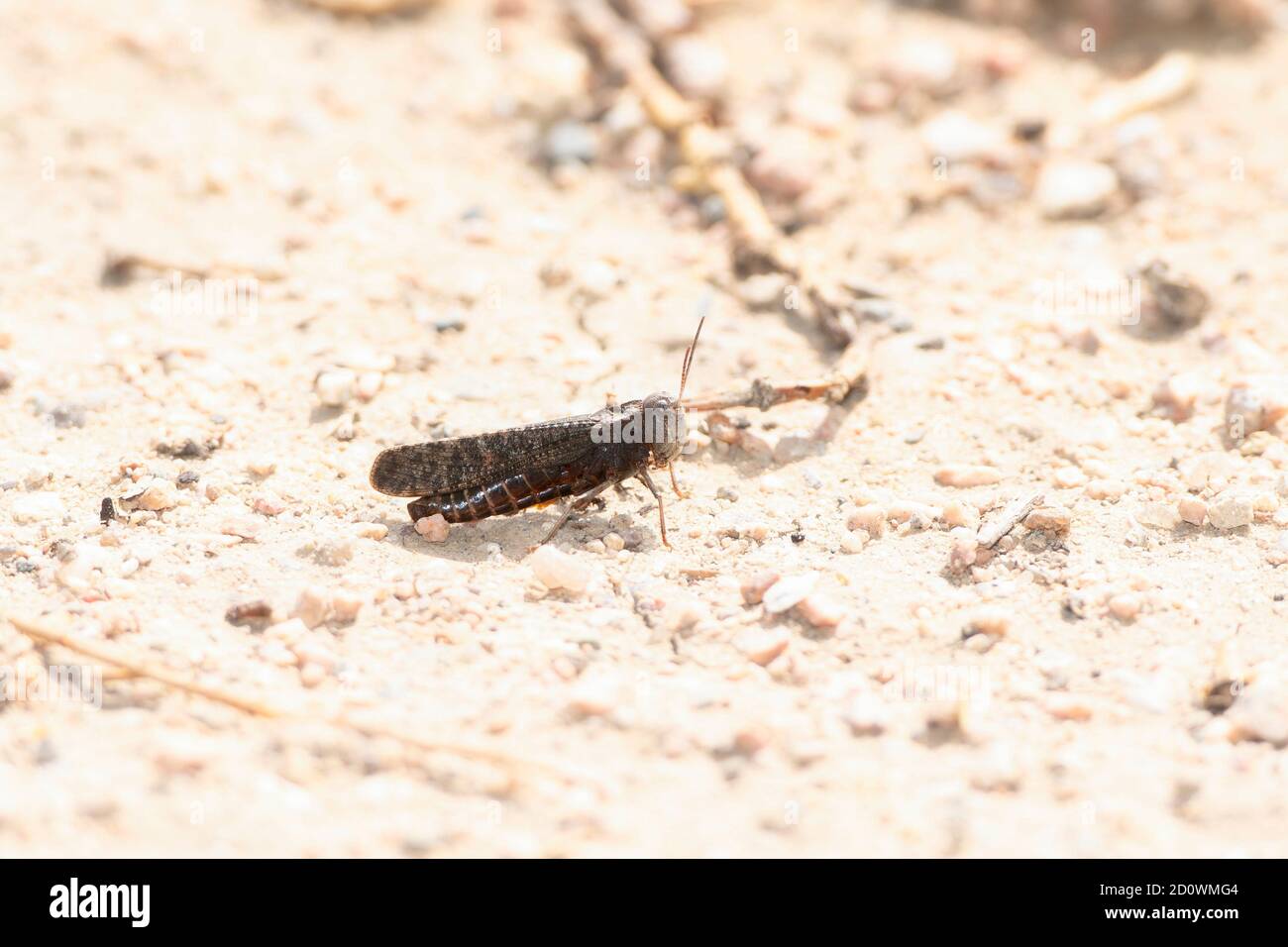 Macro of a Northern Red-winged (Arphia pseudonietana) Grasshopper on ...