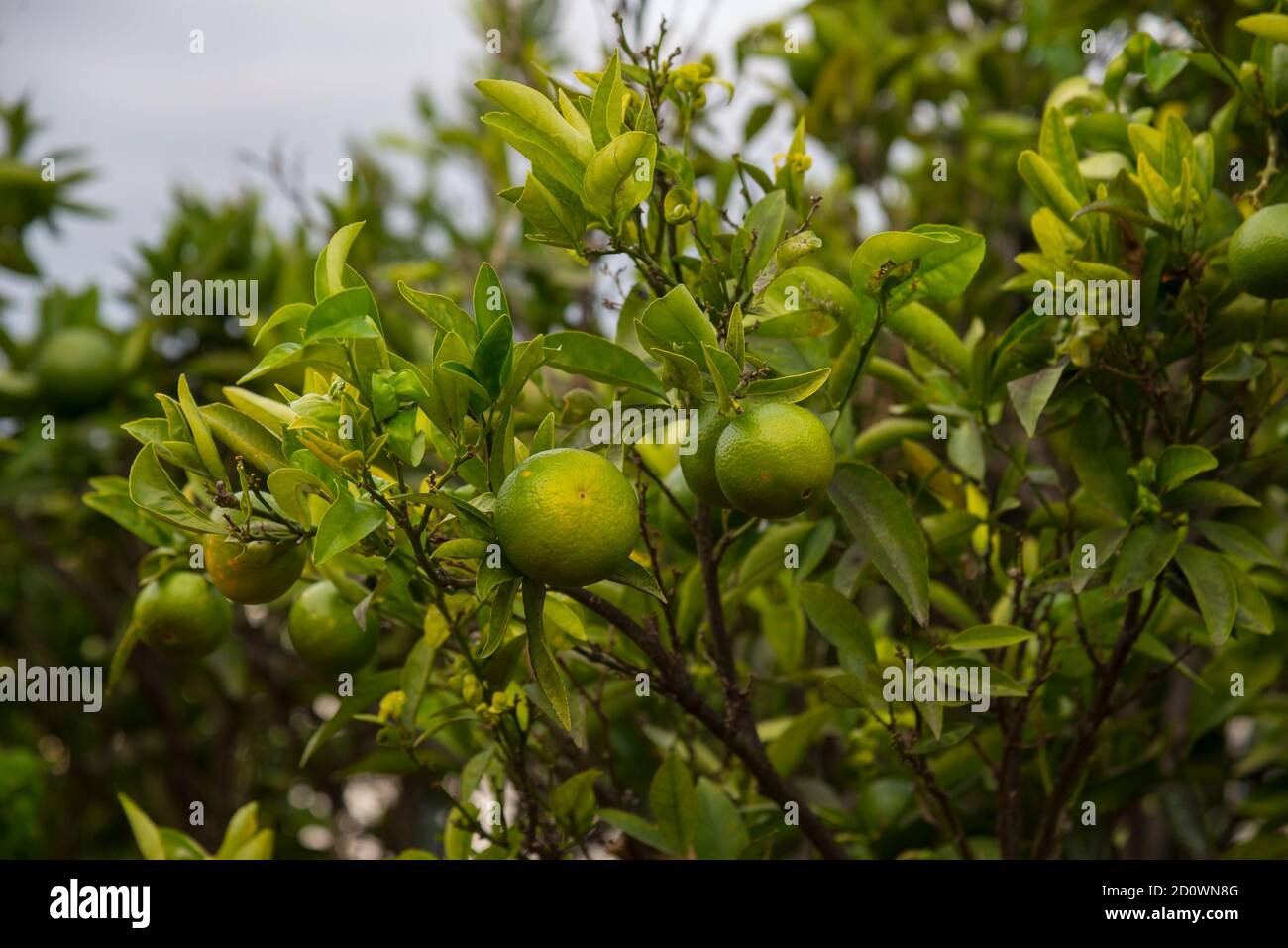 Unripe oranges hi-res stock photography and images - Alamy
