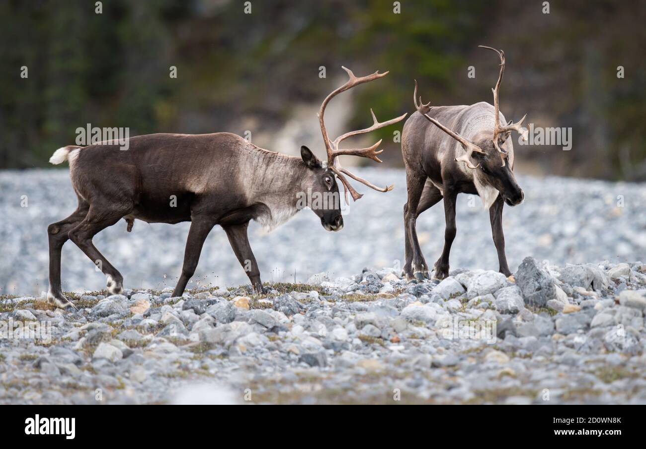 The endangered northern mountain caribou in British Columbia Stock ...