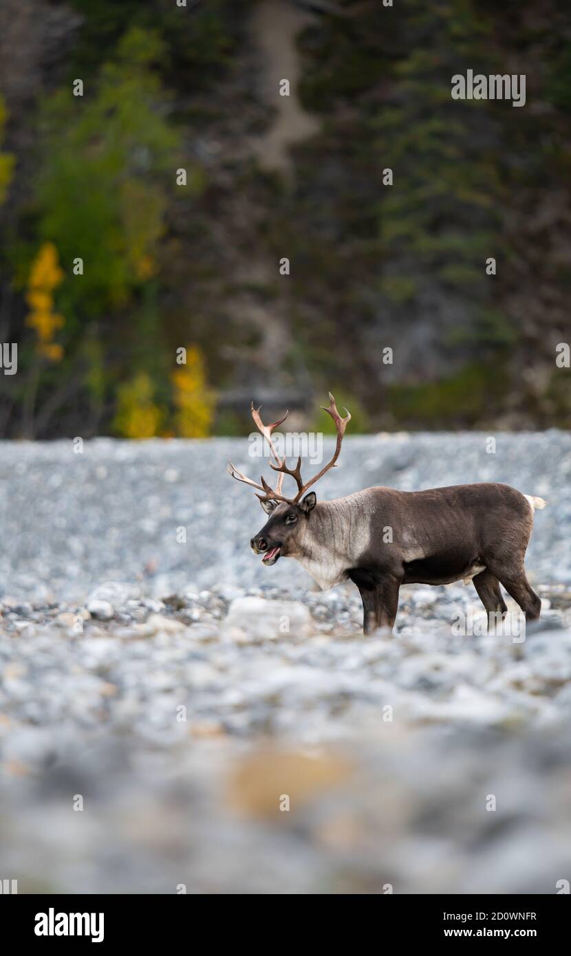 The endangered northern mountain caribou in British Columbia Stock ...
