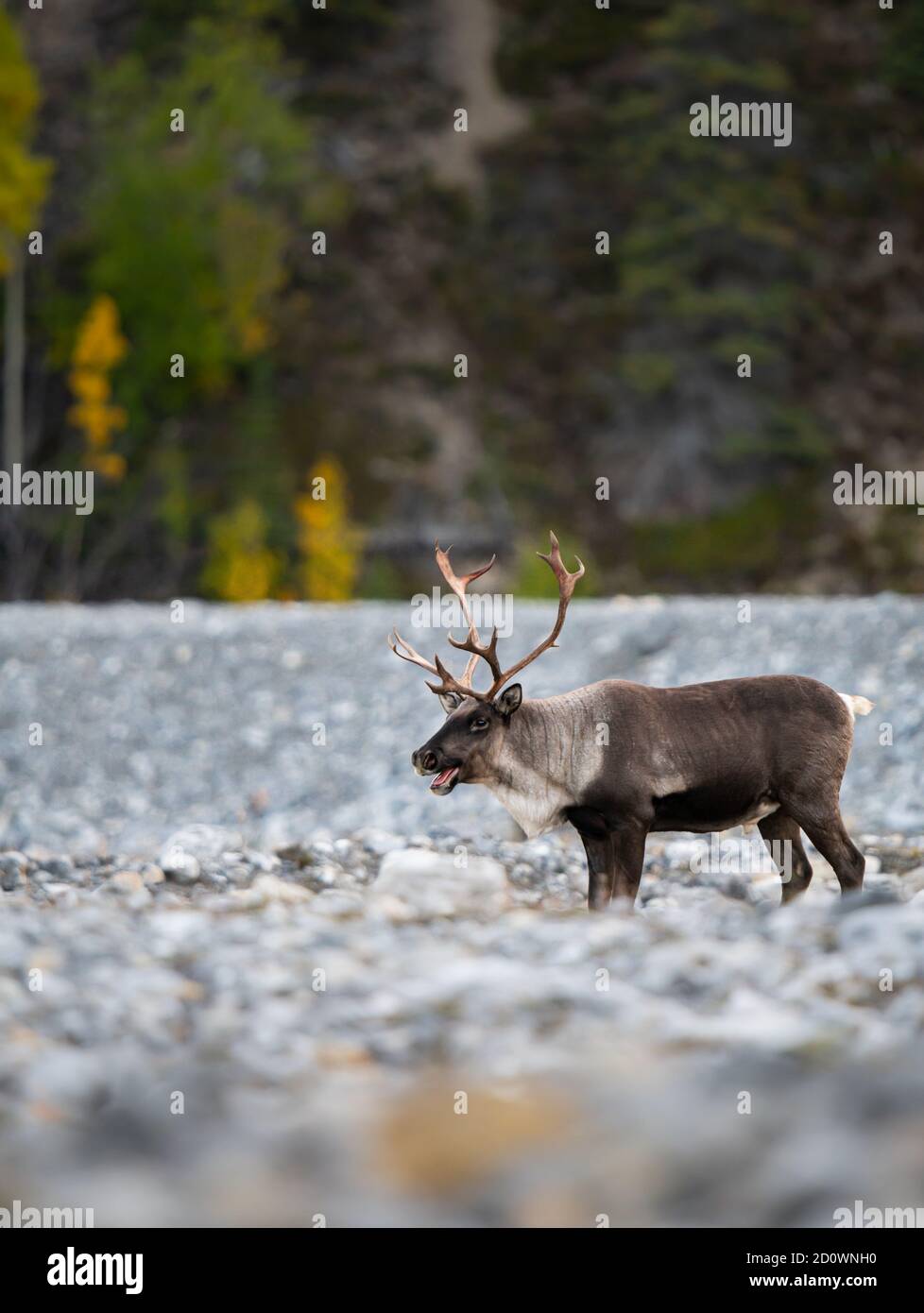 The endangered northern mountain caribou in British Columbia Stock ...