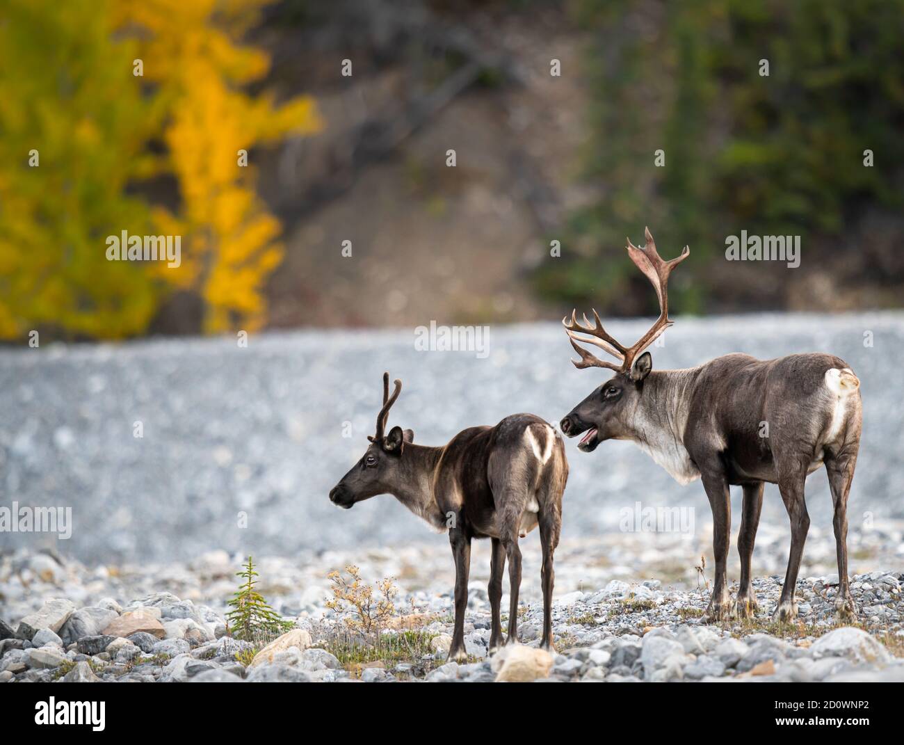 The endangered northern mountain caribou in British Columbia Stock ...