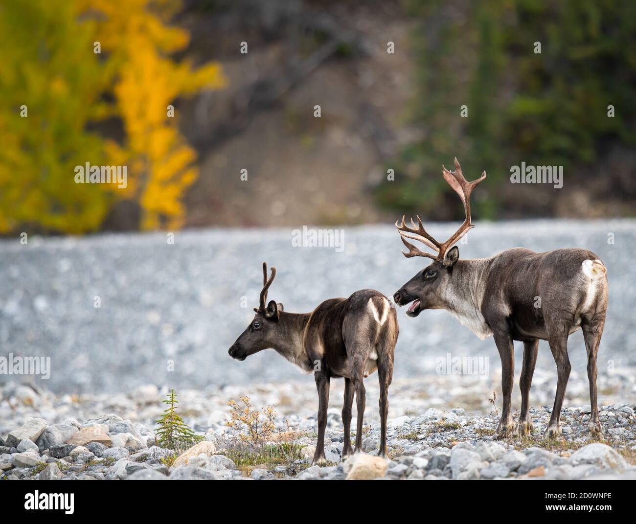 The endangered northern mountain caribou in British Columbia Stock ...