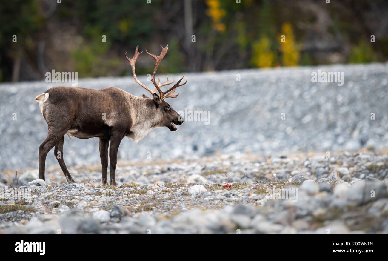 The endangered northern mountain caribou in British Columbia Stock ...