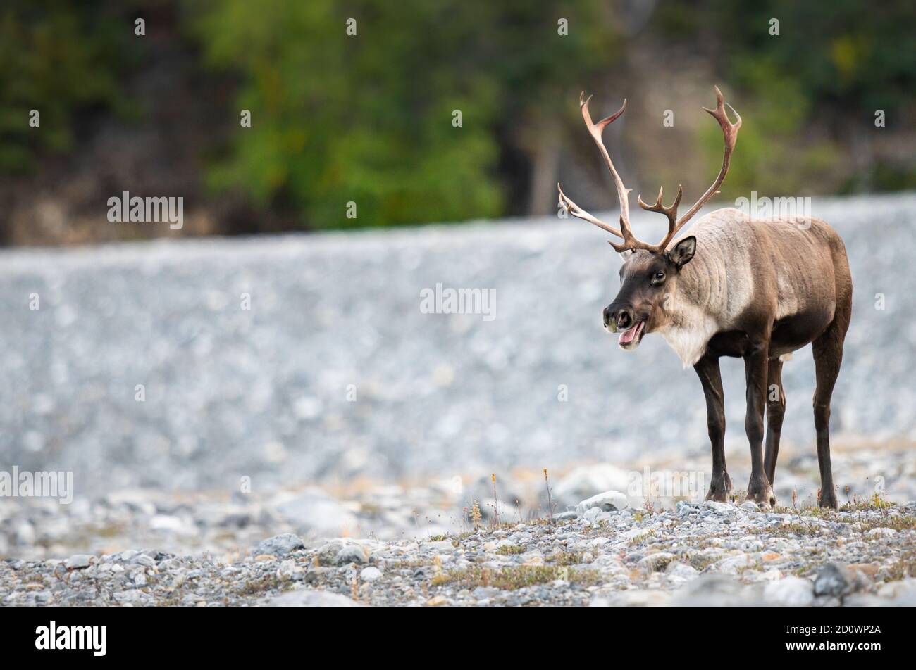 Caribou in the wild Stock Photo - Alamy