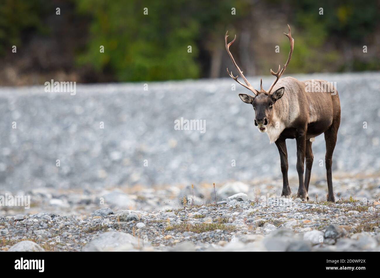 Caribou in the wild Stock Photo - Alamy