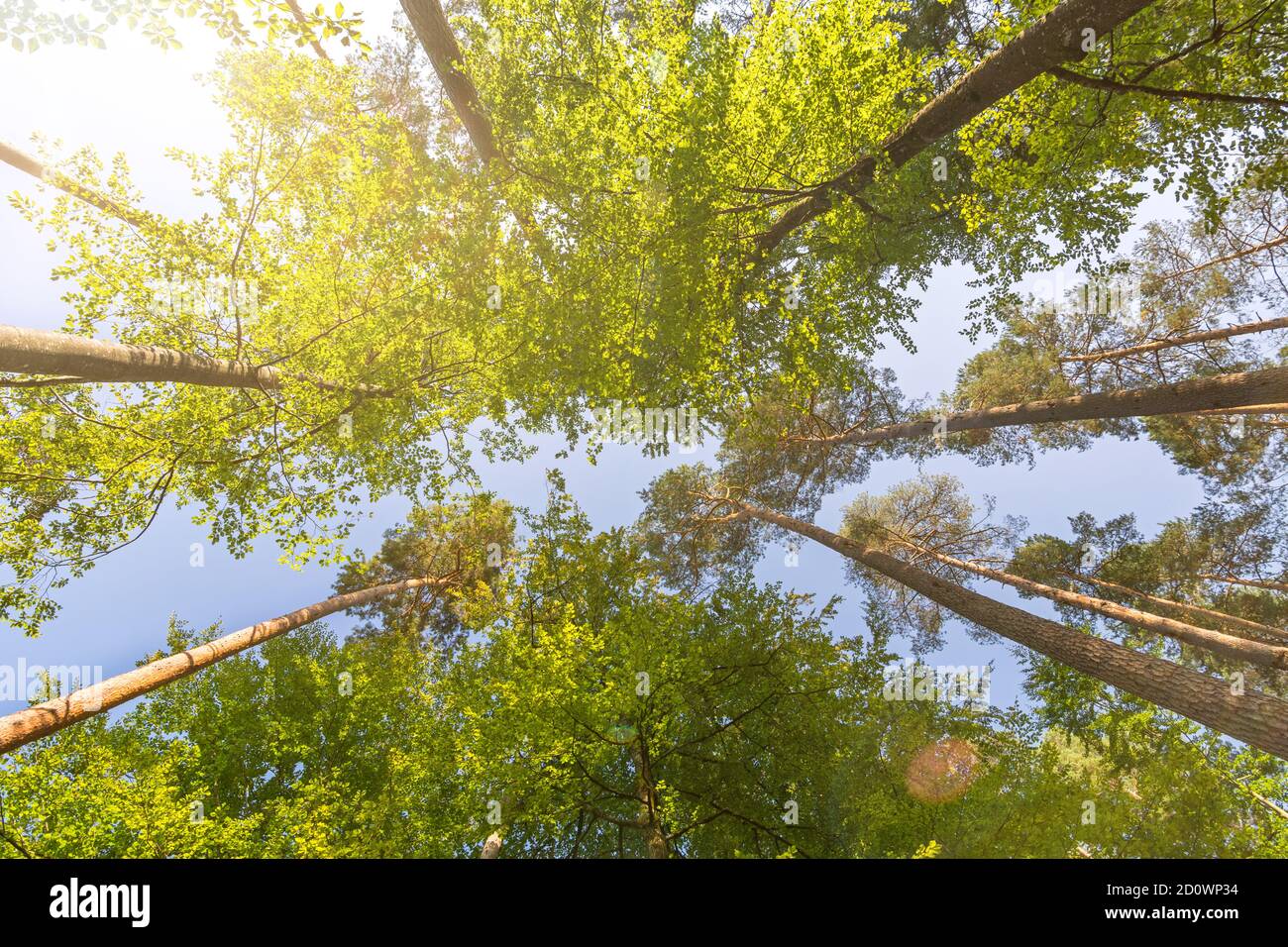 Green treetops in the forest in summer with scenic lens flare Stock ...