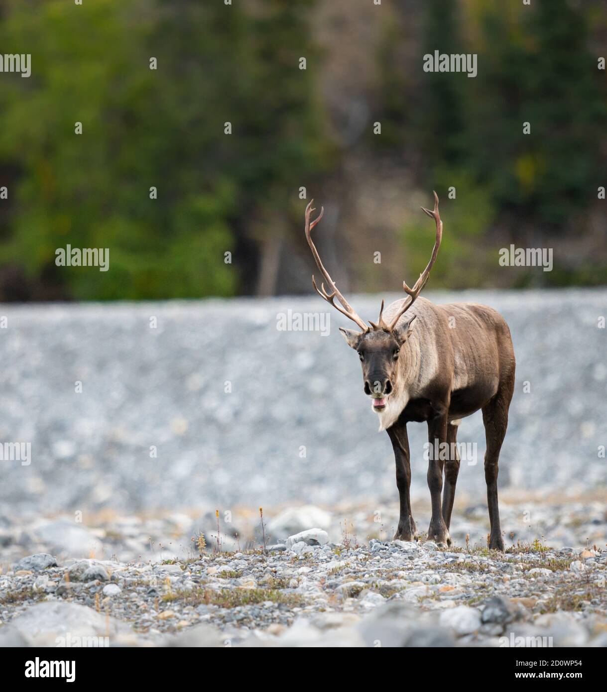 Caribou in the wild Stock Photo - Alamy