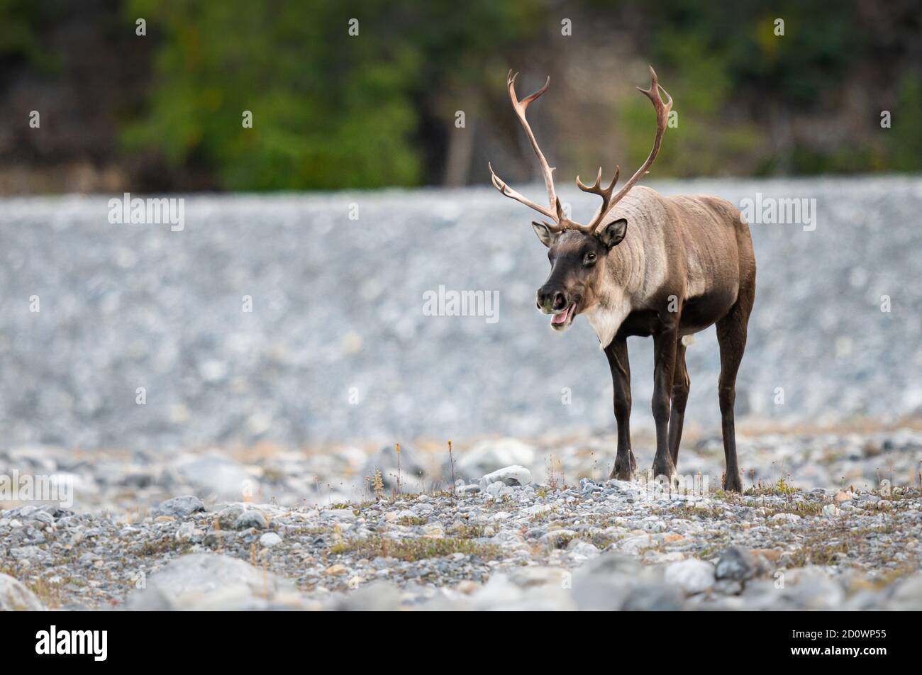 Caribou in the wild Stock Photo - Alamy