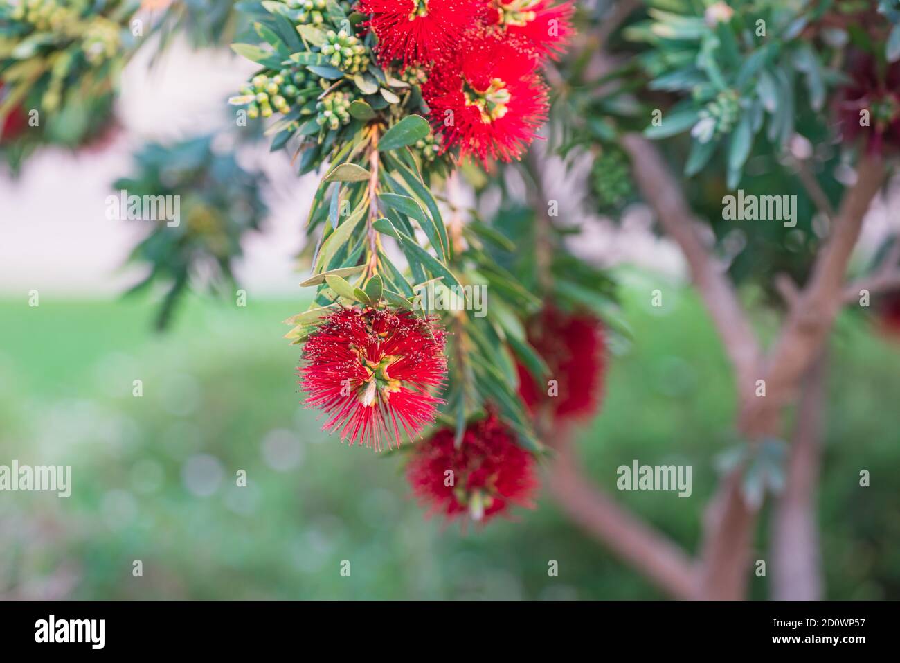 Crimson Bottlebrush, Melaleuca citrina, an evergreen shrub with bright ...