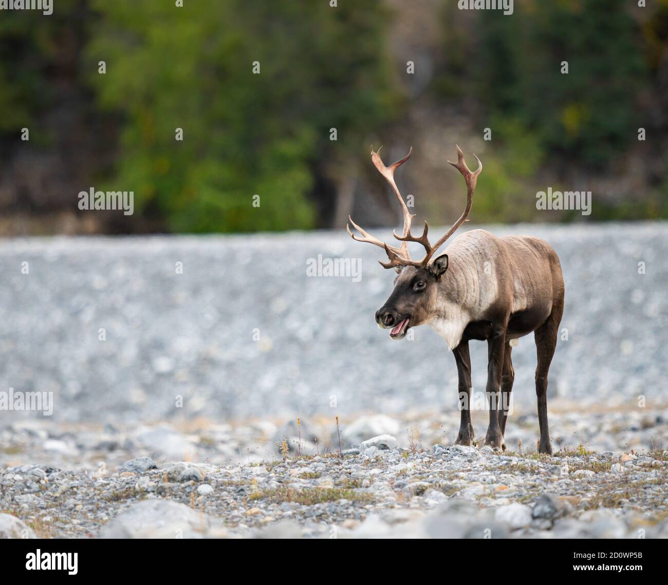 Caribou in the wild Stock Photo - Alamy