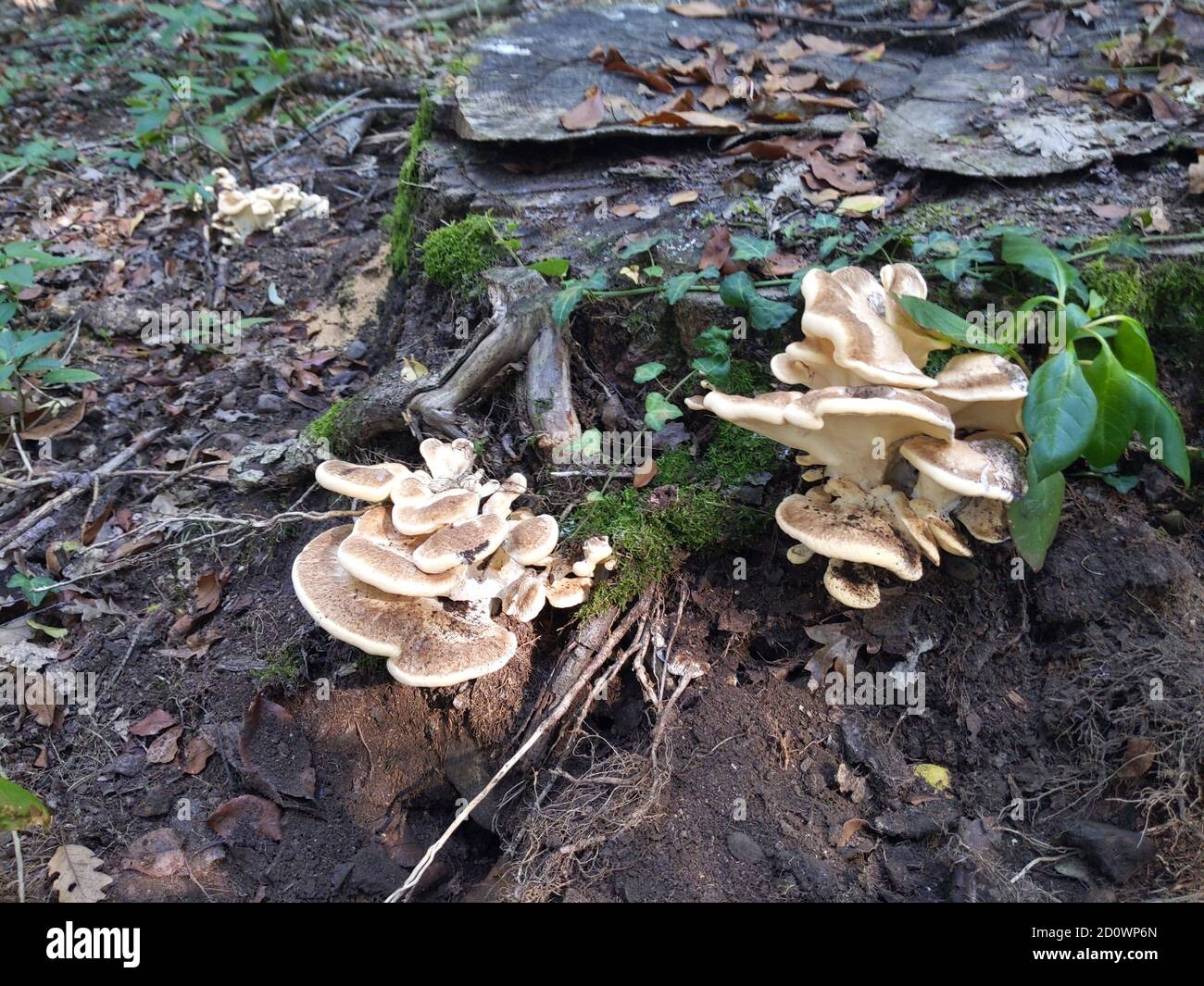 Top view closeup of mushrooms growing from a cut tree Stock Photo - Alamy