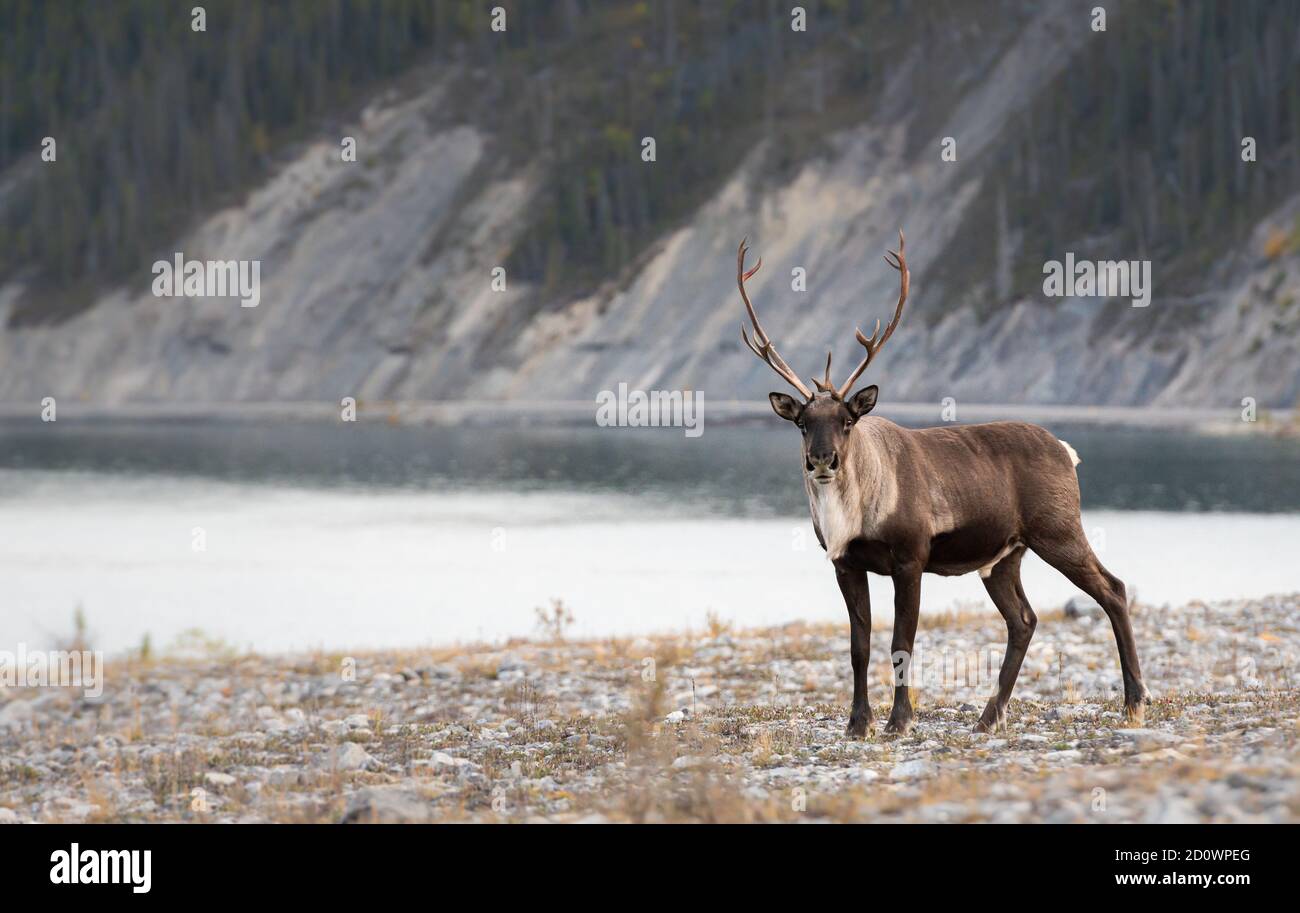 Caribou in the wild Stock Photo - Alamy