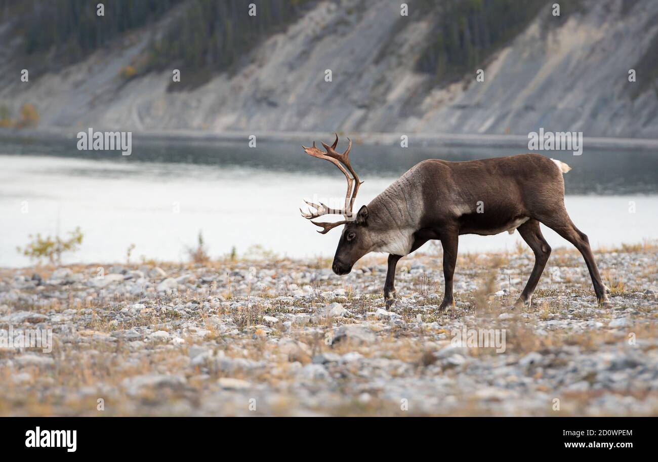 Caribou in the wild Stock Photo - Alamy